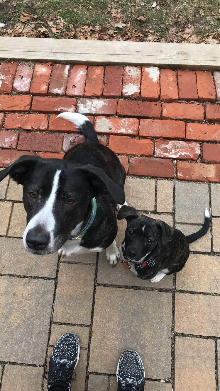 Contact - VIP Pet & House Sitting